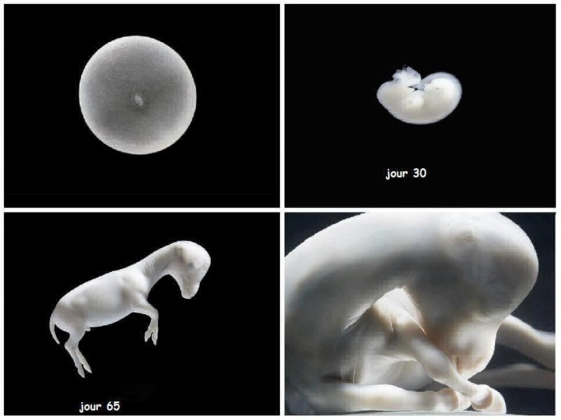 Frozen embryo's